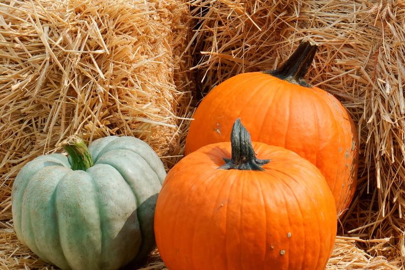 ローカルニュースダイジェスト（2022/10/13-10/19） | BaySpo