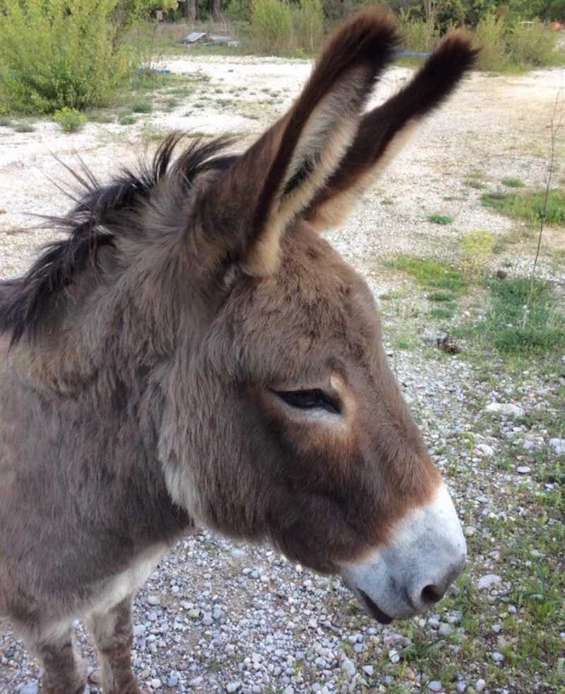 『シュレック』のドンキー モデルとなったロバが死亡 | BaySpo